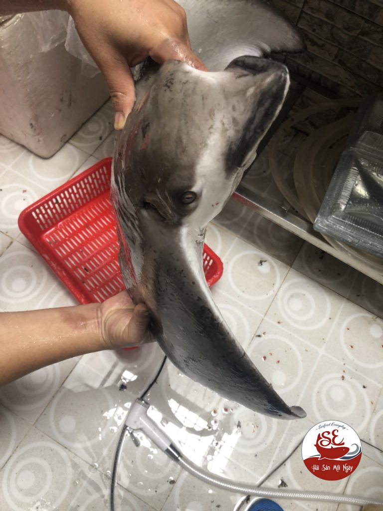 Cá Ó Sao | Hải Sản Mỗi Ngày