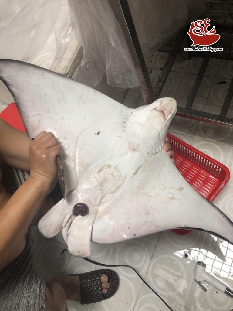 Cá Ó Sao | Hải Sản Mỗi Ngày